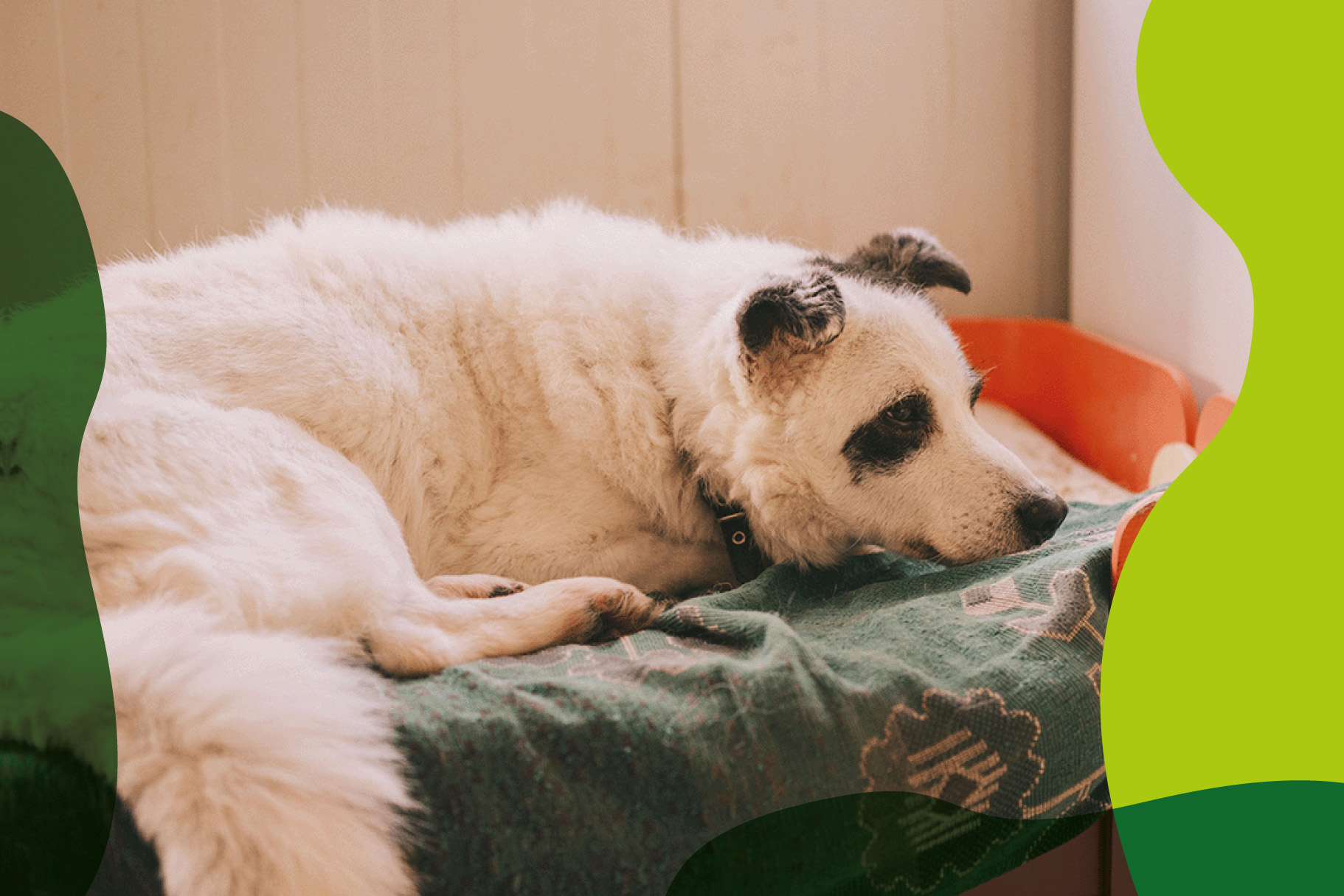 Gyvūnų prižiūrėtojas, SOS gyvūnai, VšĮ | CV-Online